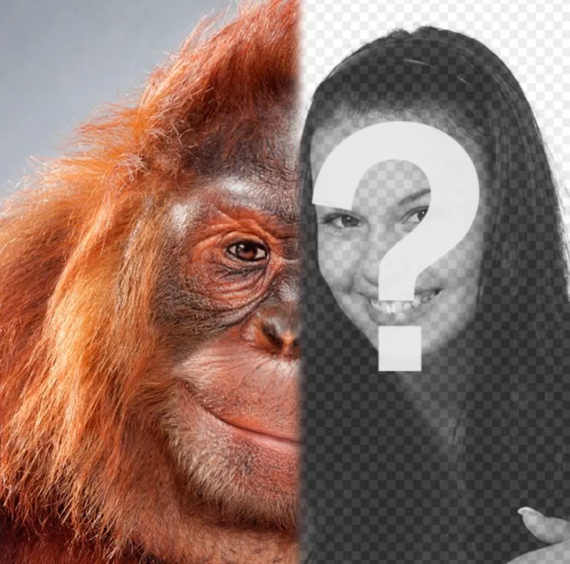 Photo montage with half your face turned into an orangutan